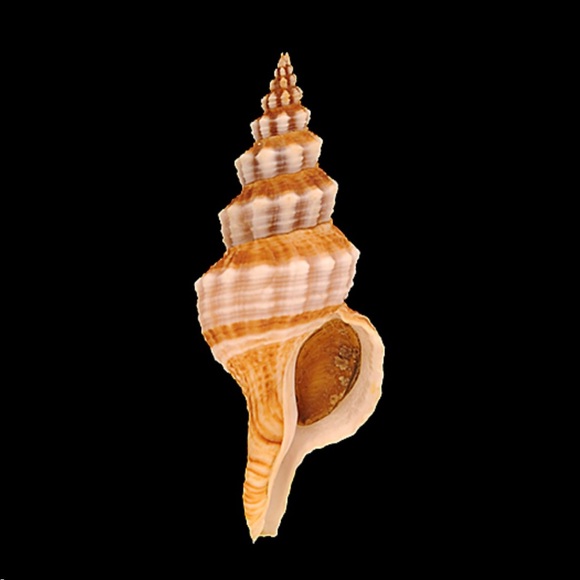 Jewelry | Pearl In A Triton Olive Trumpet Spindle Spiral Shell Murex ...
